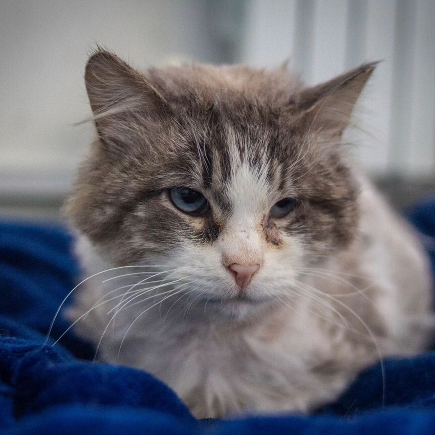 Котик в добрые руки