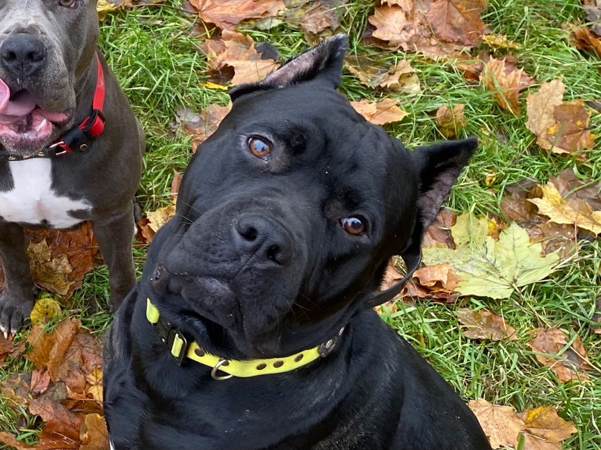 Кобель для вязки