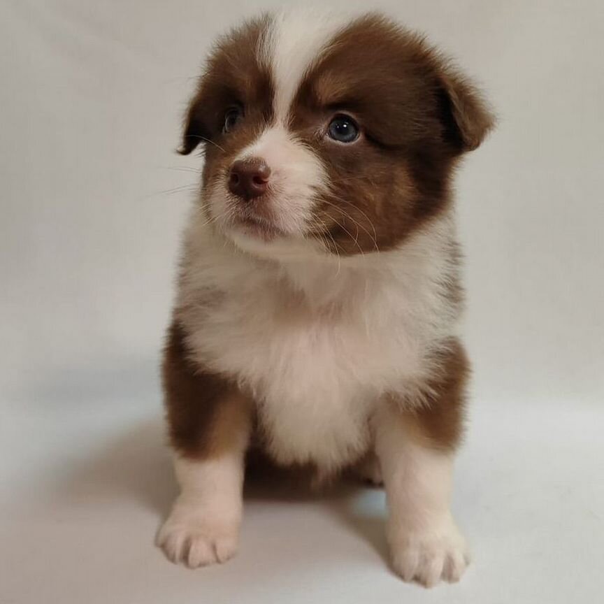 Щенок Аусси. Австралийская овчарка