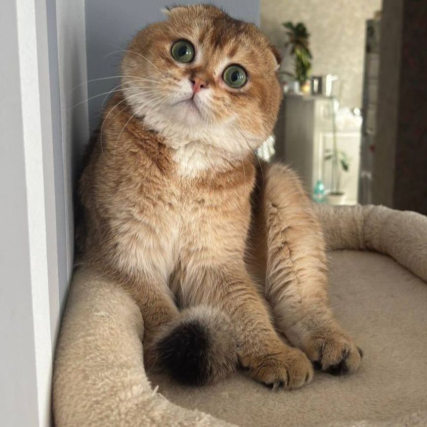 Шотландский вислоухий короткошёрстный кот, вязка