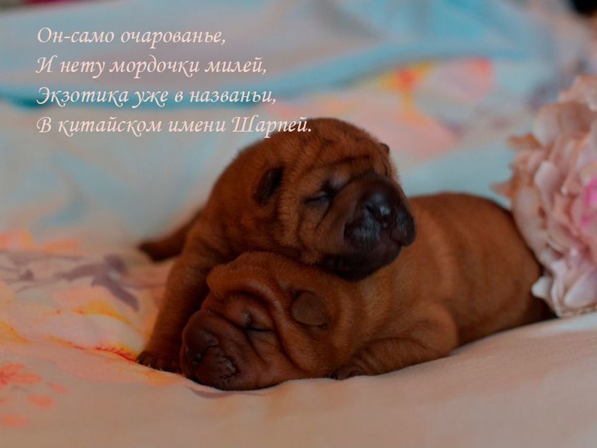 Щенки шарпей, чудо детки