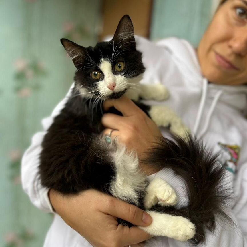 Моника,котенок из приюта в добрые руки