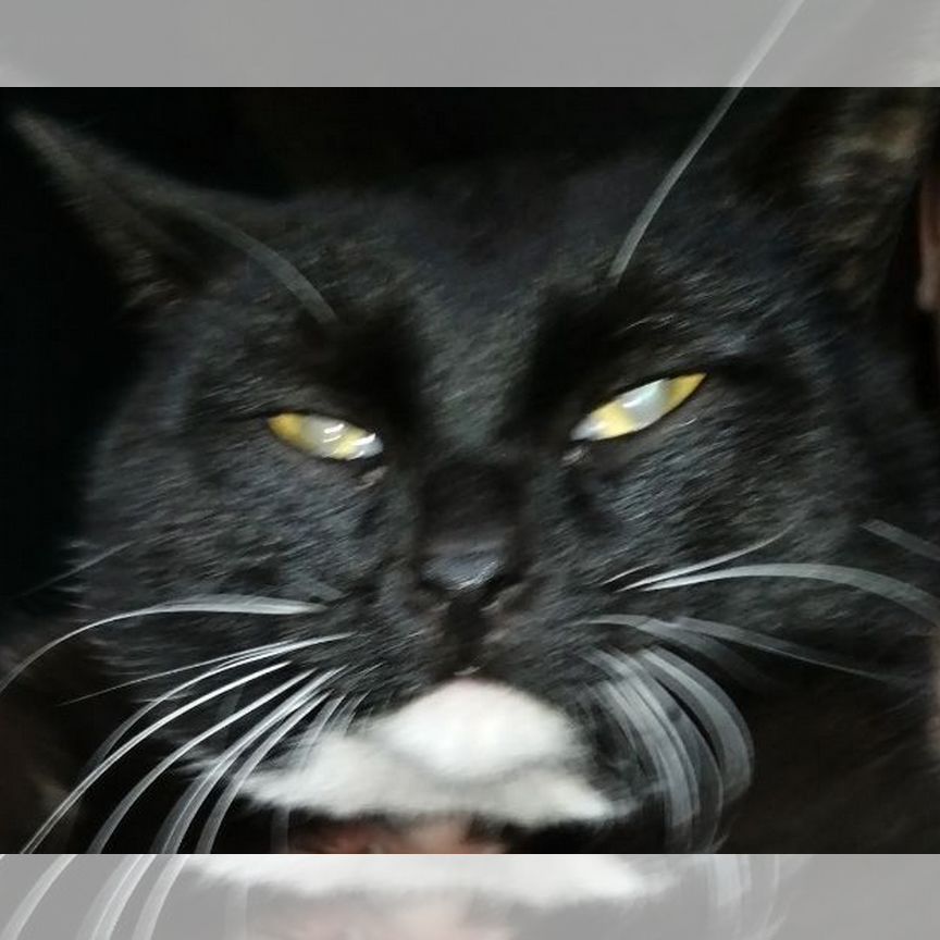 Котик один годик