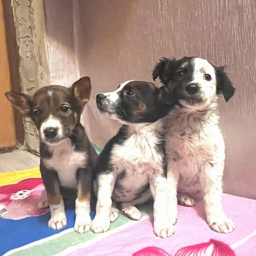 Щенки щенок в добрые руки