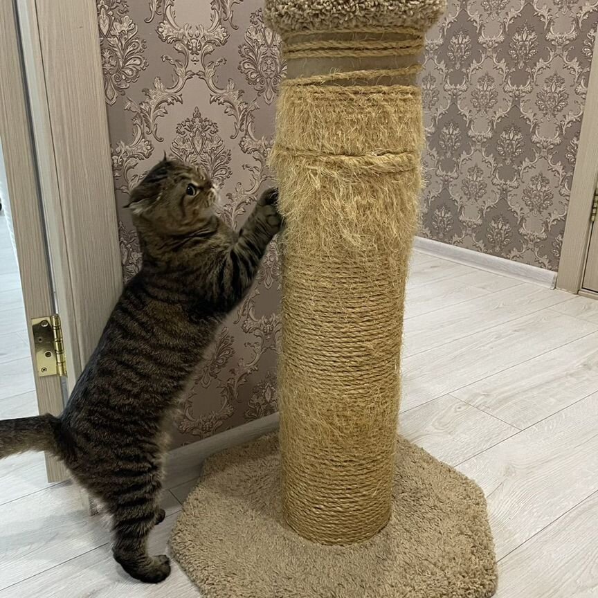 Когтеточка