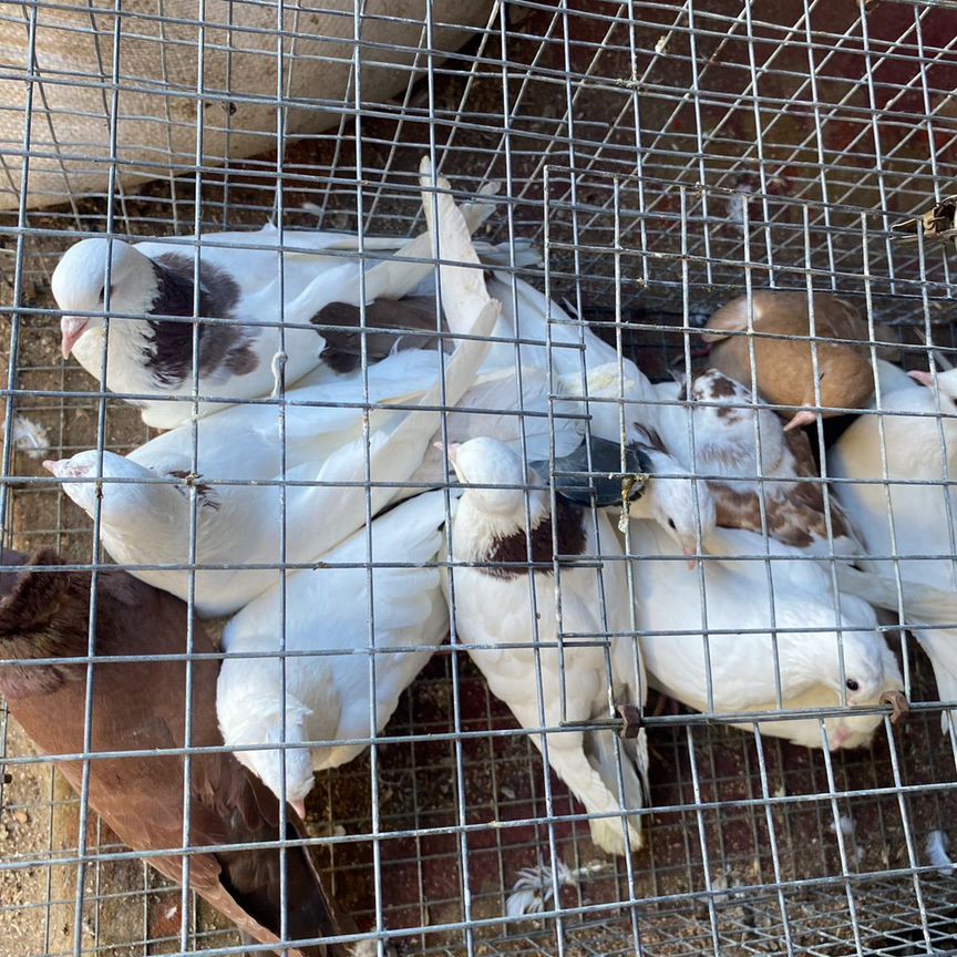 Продажа голубей