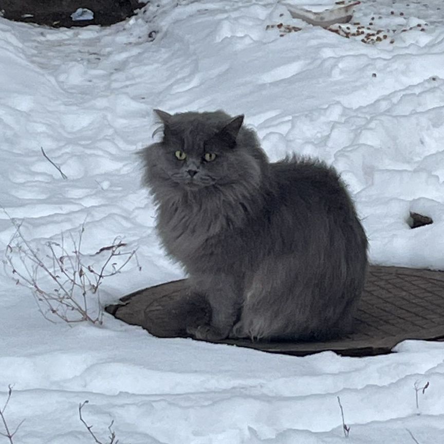 Котики в добрые руки