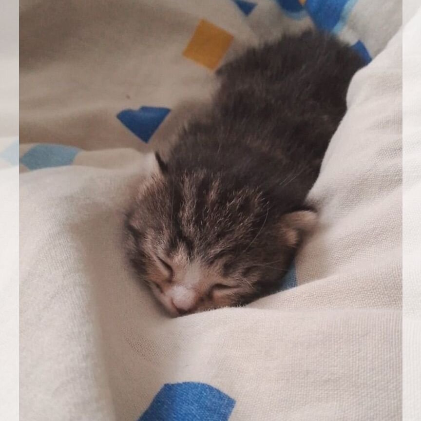 Сибирский котёнок