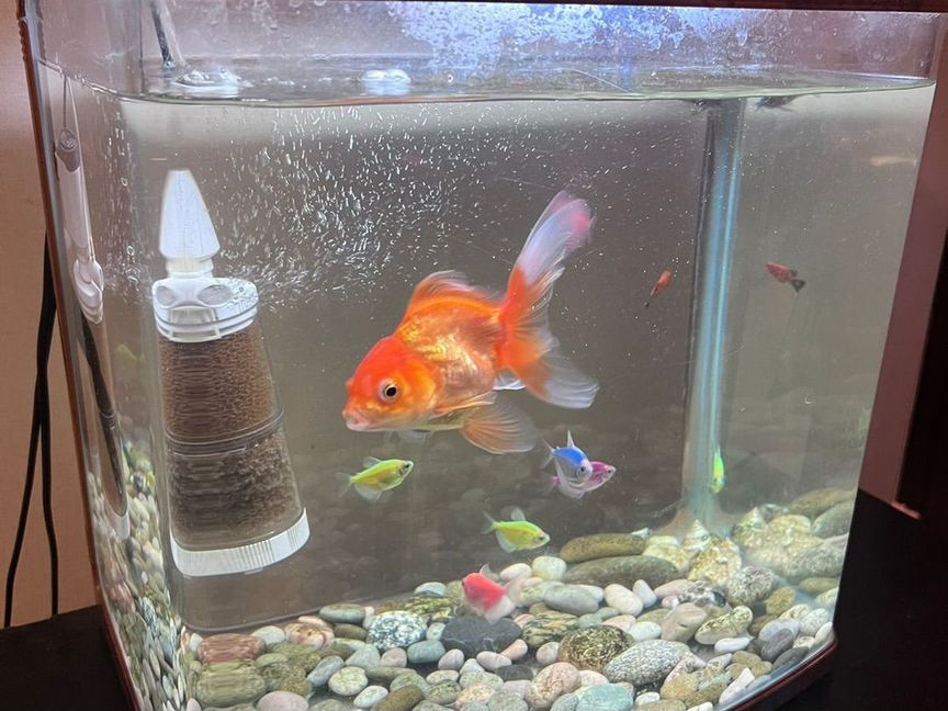 Аквариум с рыбками