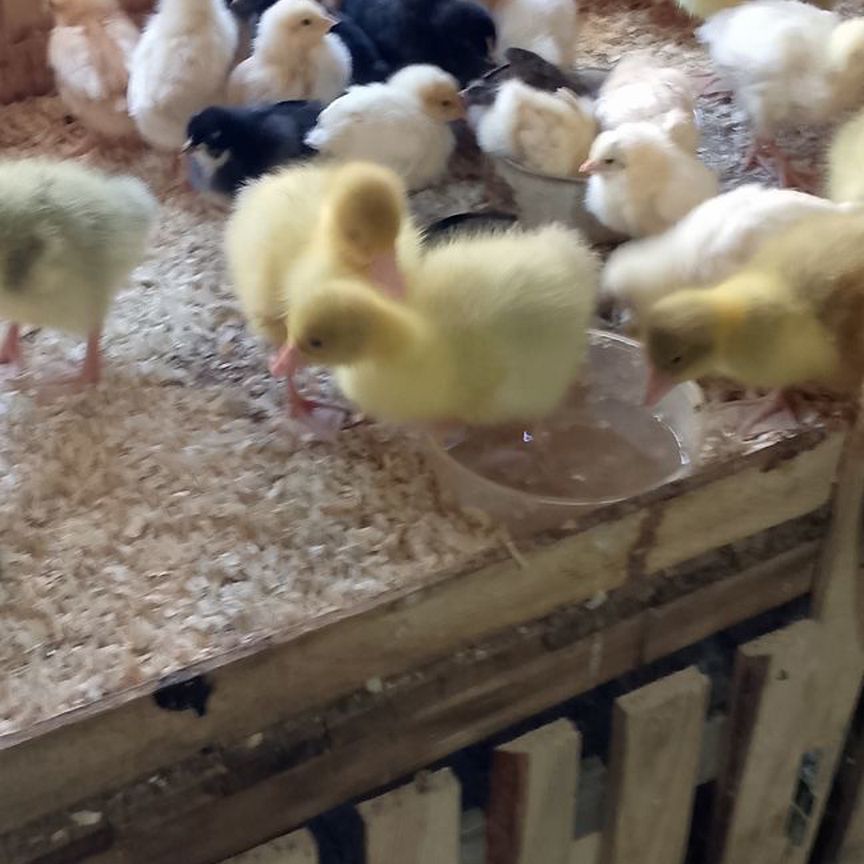 Продам гусят и курочек