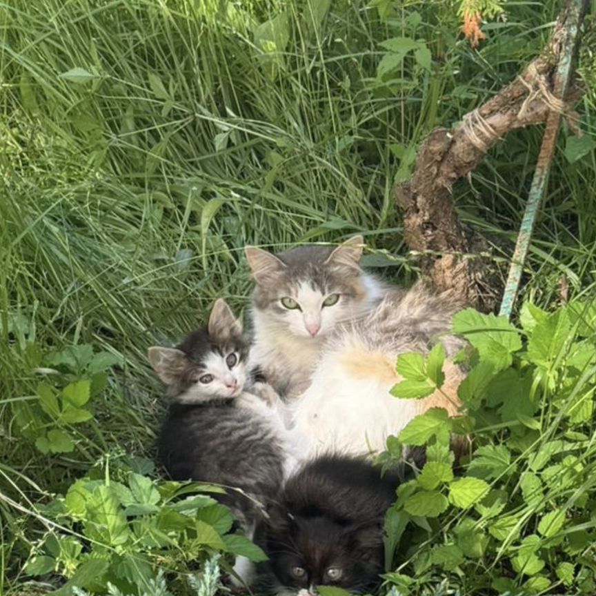 Котята в добрые руки бесплатно