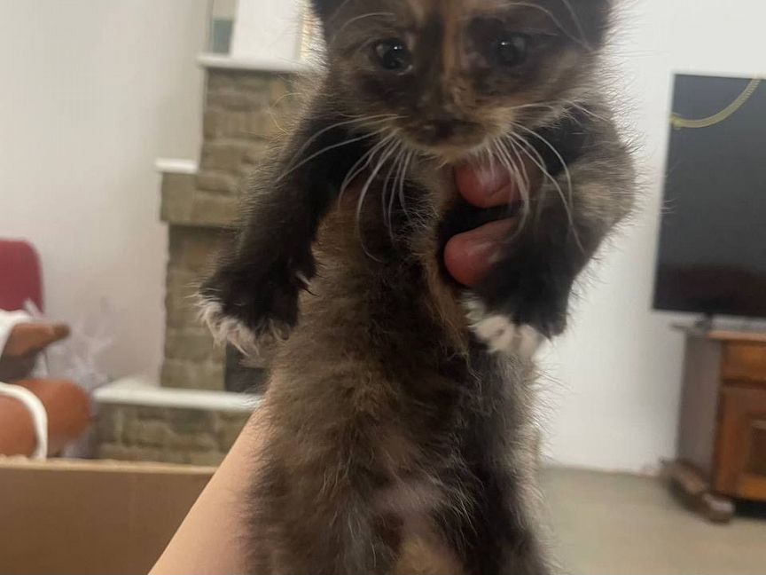 Котята 1.5 месяца