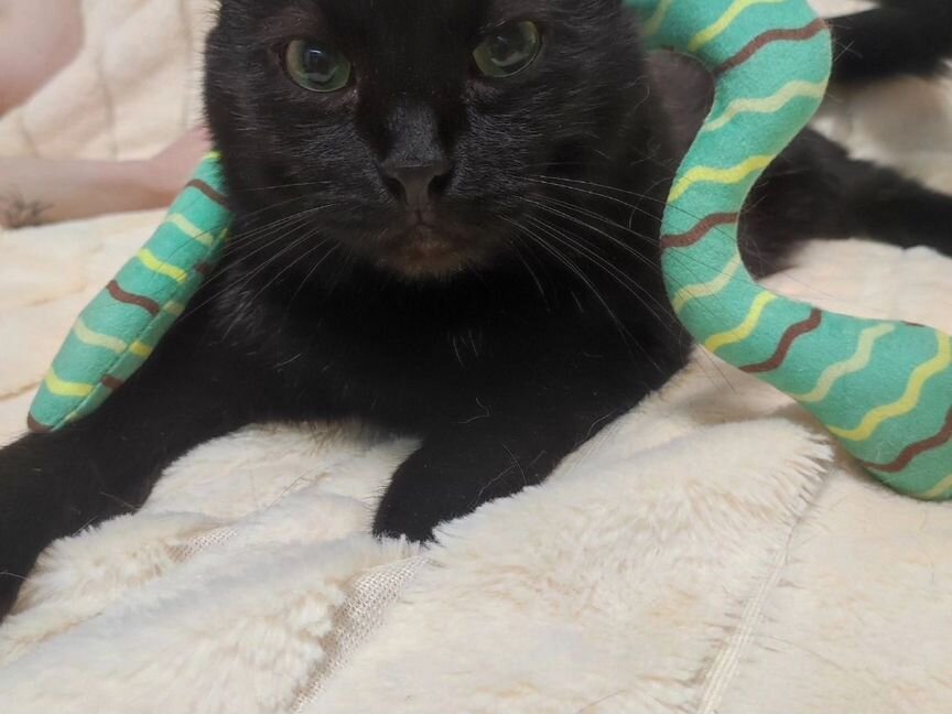 Черный кот