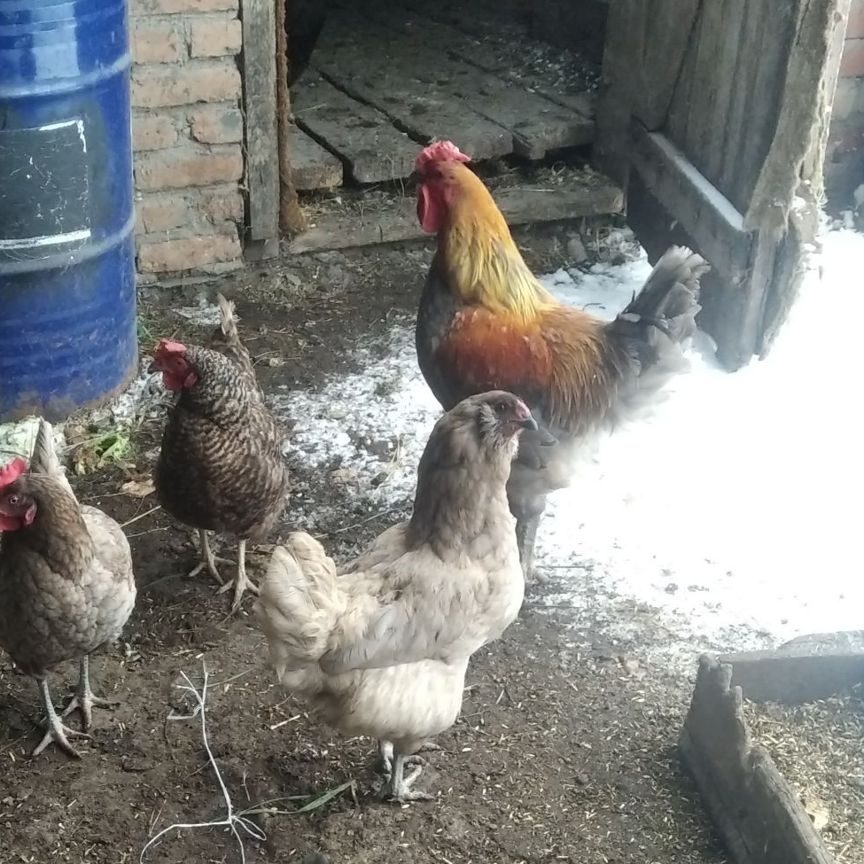 Куры,петухи