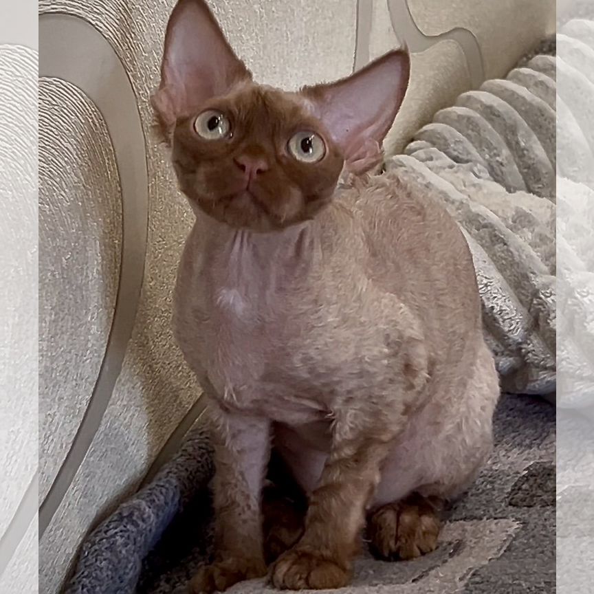 Девон-рекс котёнок