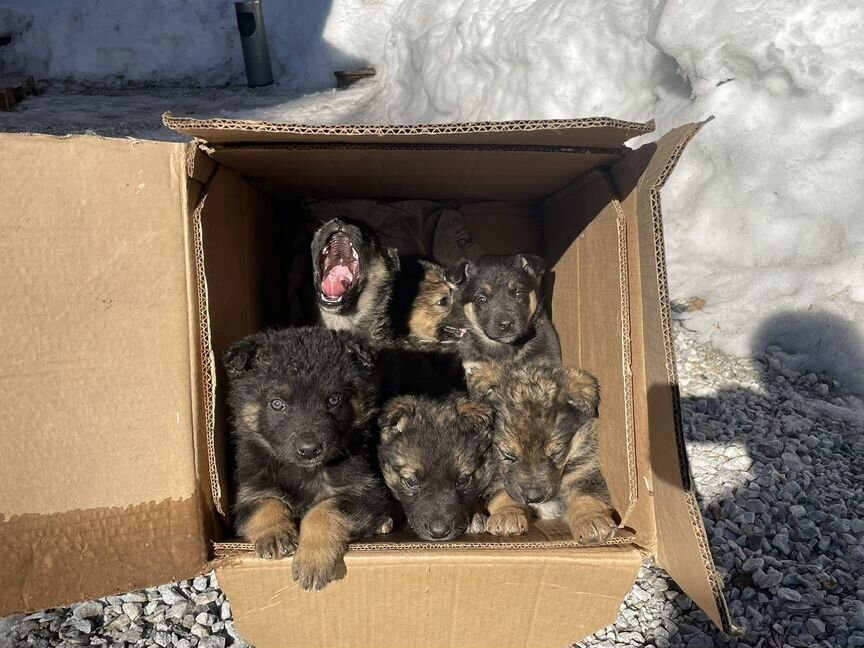 Щенки Русского Подкидыша