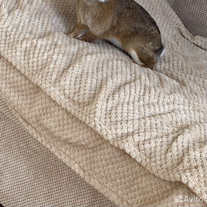 Заяц декоративный