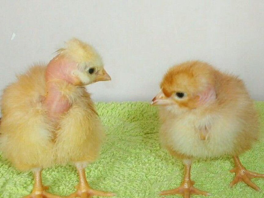 Цыплята Редбро, Голошейка Венгрия