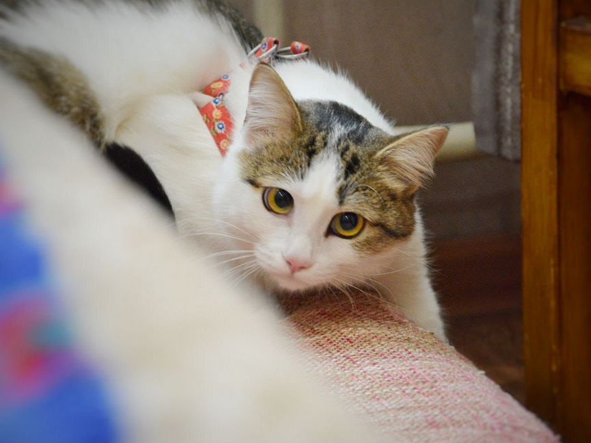 Котик в поисках дома