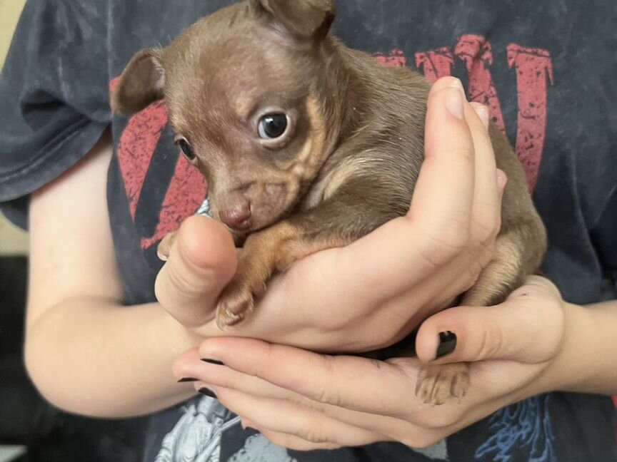 Той-терьер щенки