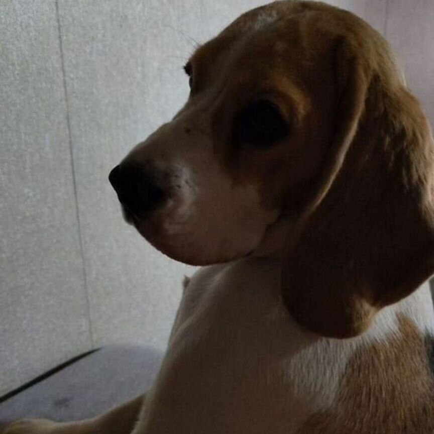 Собака бигль