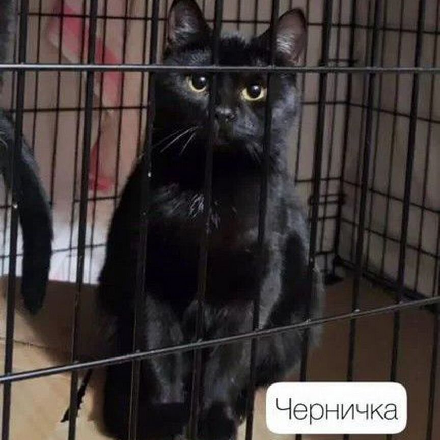 Кошка Черничка
