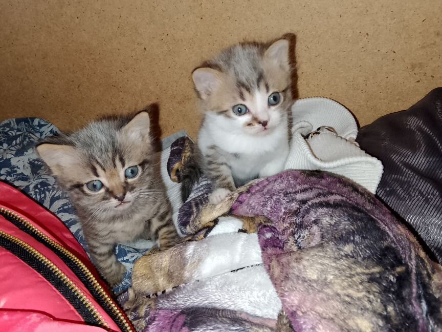 Котята в добрые руки