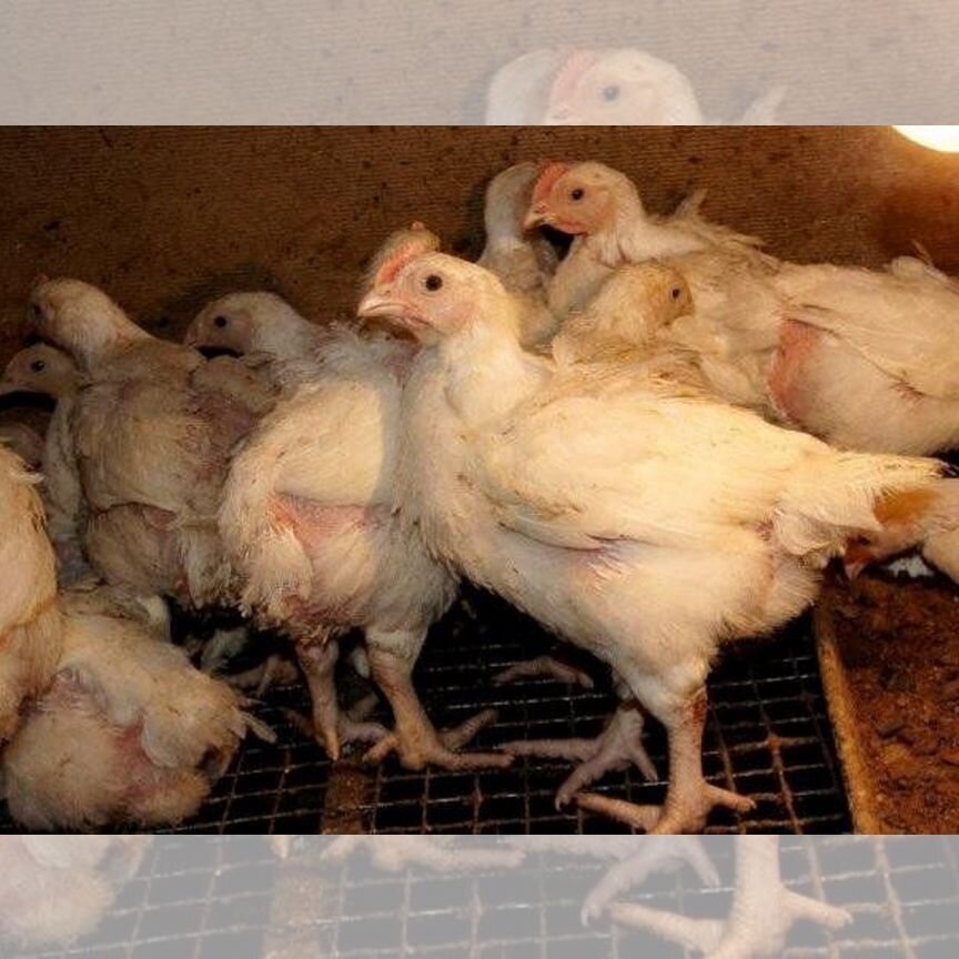 Цыплята бройлеры подрощенные