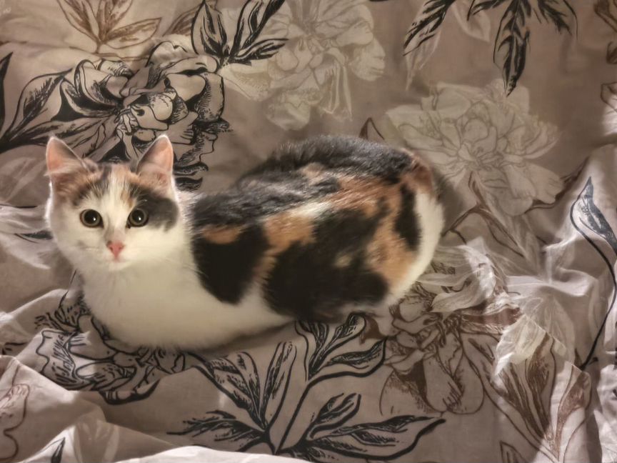 Кошка Нюшка