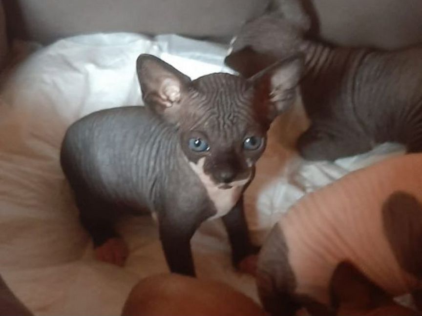 Котята сфинкс