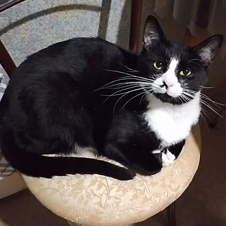 Экзотический короткошёрстный, взрослый кот