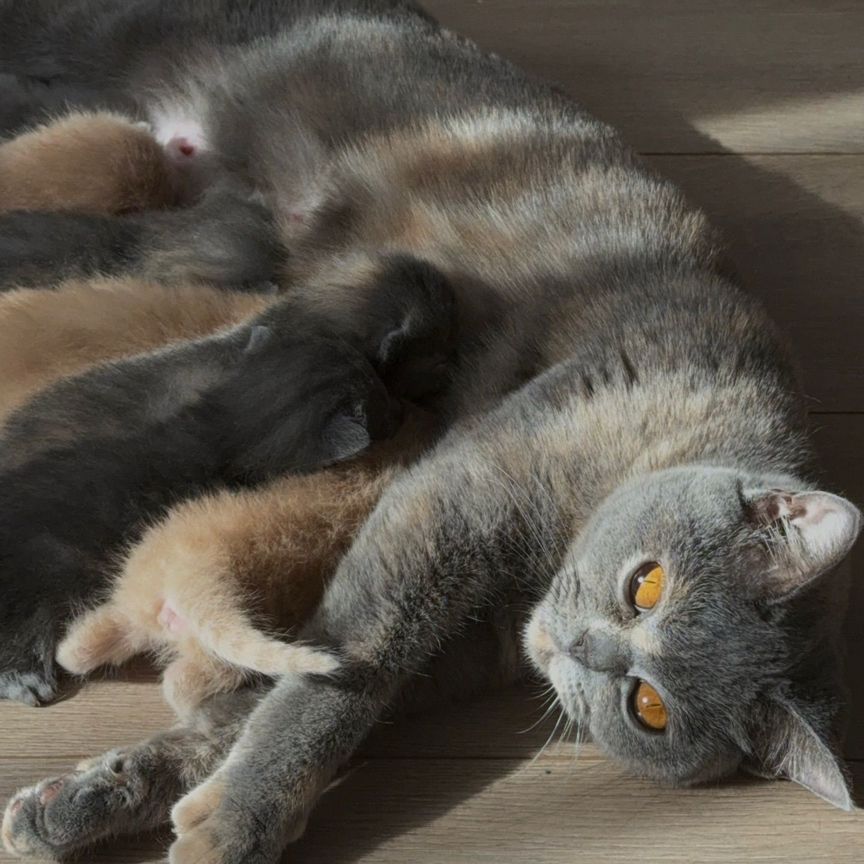 Котята в добрые руки от мамы британки
