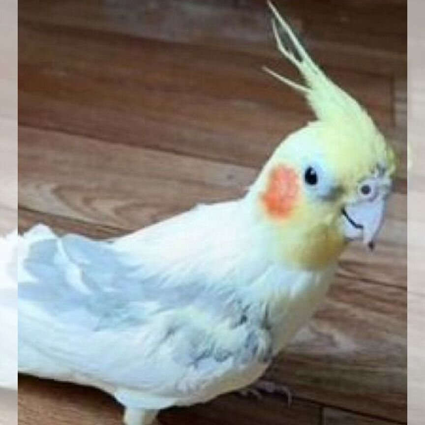 Попугаи корелла пара