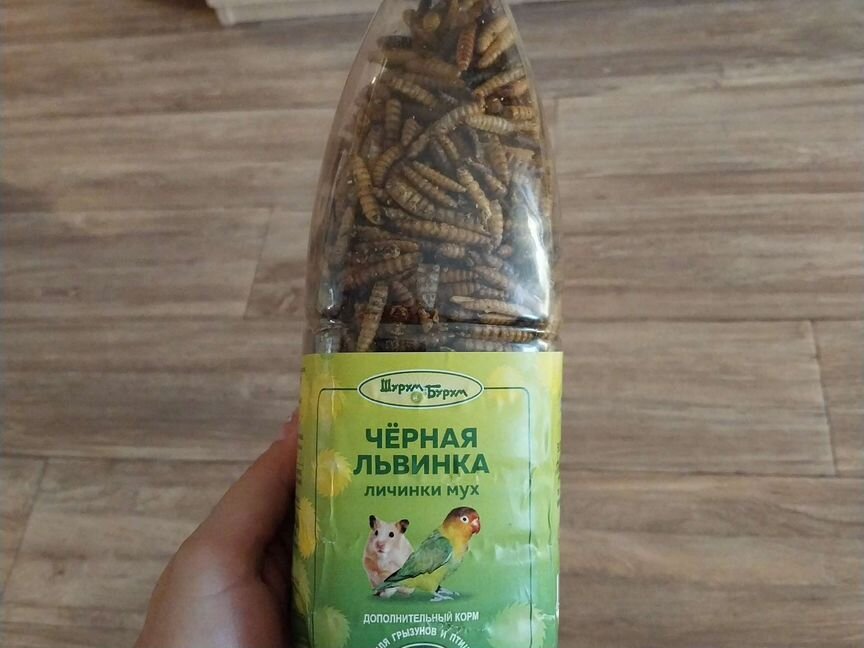 Чёрная львинка, личинки мух