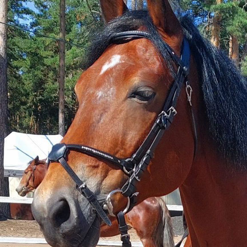 Уздечка для лошади