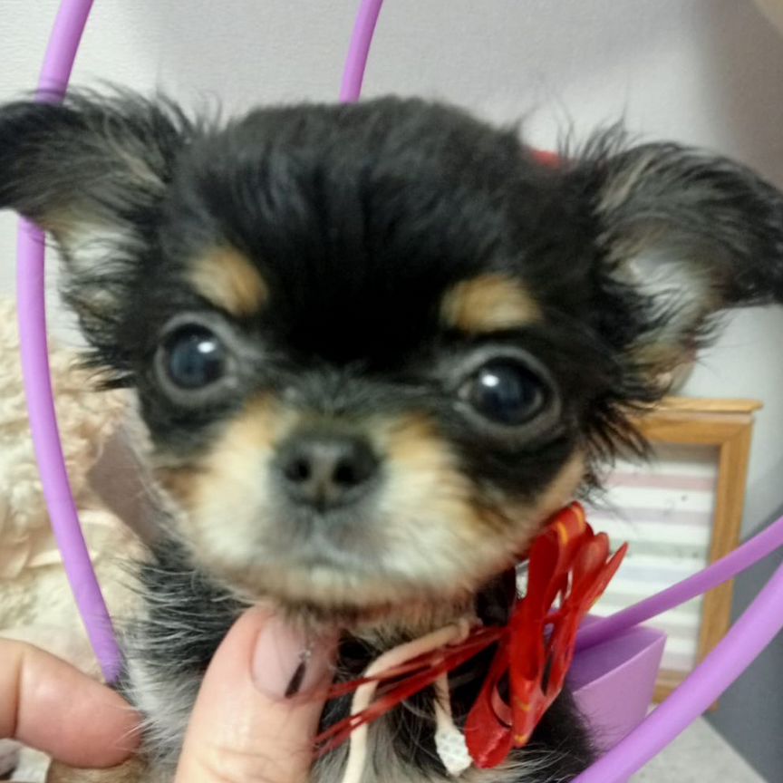 Щенки чихуахуа