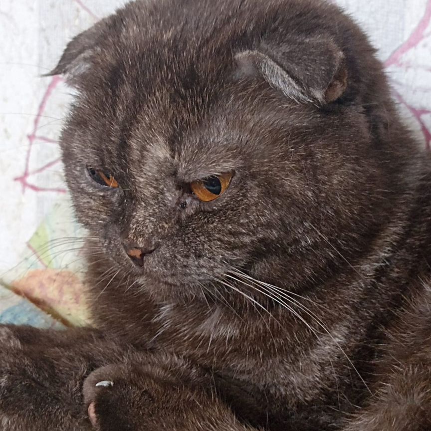 Кошка вислоухая