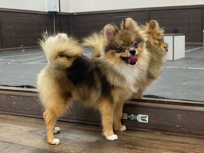 Маленькая лисичка