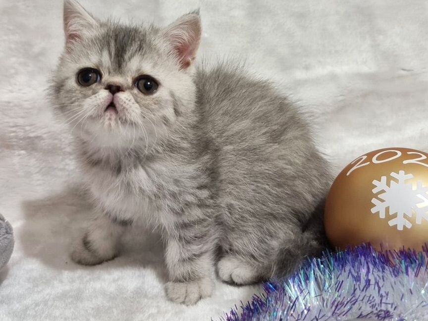 Экзотическая серебристая кошечка