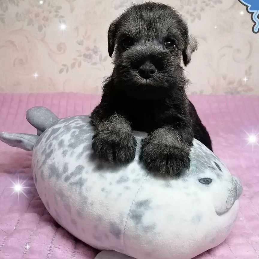 Цвергшнауцер, щенок