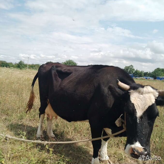 Корова на мясо
