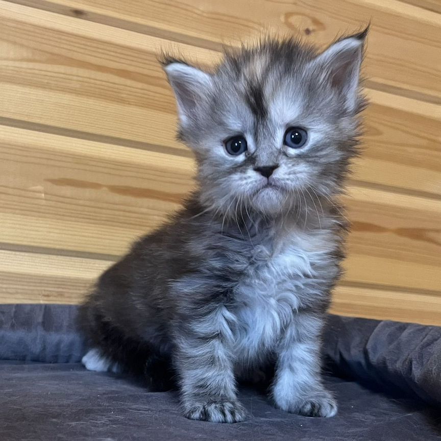 Девчонки мейн-кун