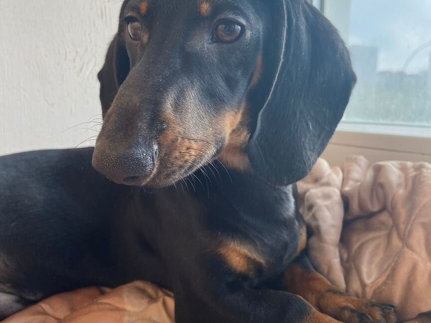 Мини Такса,кобель 6 месяцев (есть доставка)