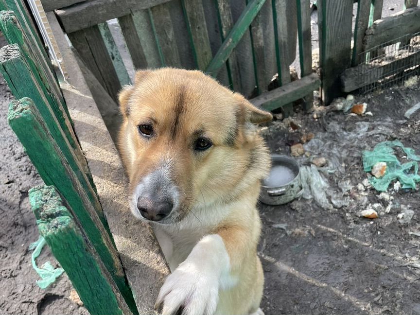 Собака в добрые руки