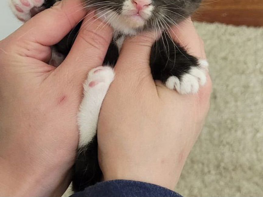 Кошка