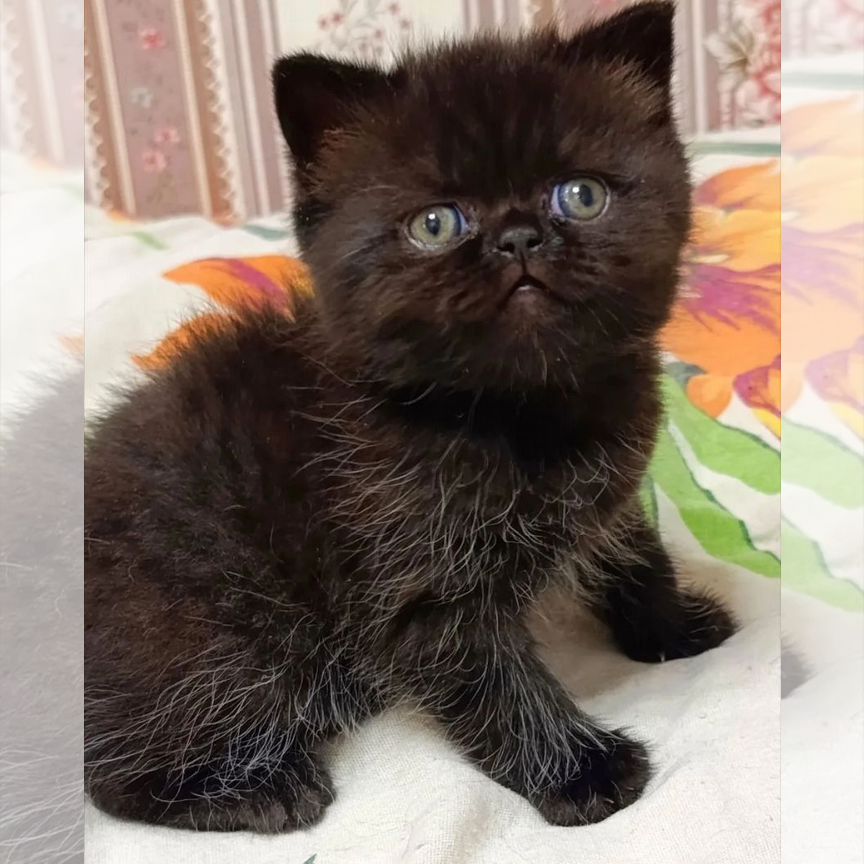 Шотландский вислоухий короткошёрстный котёнок