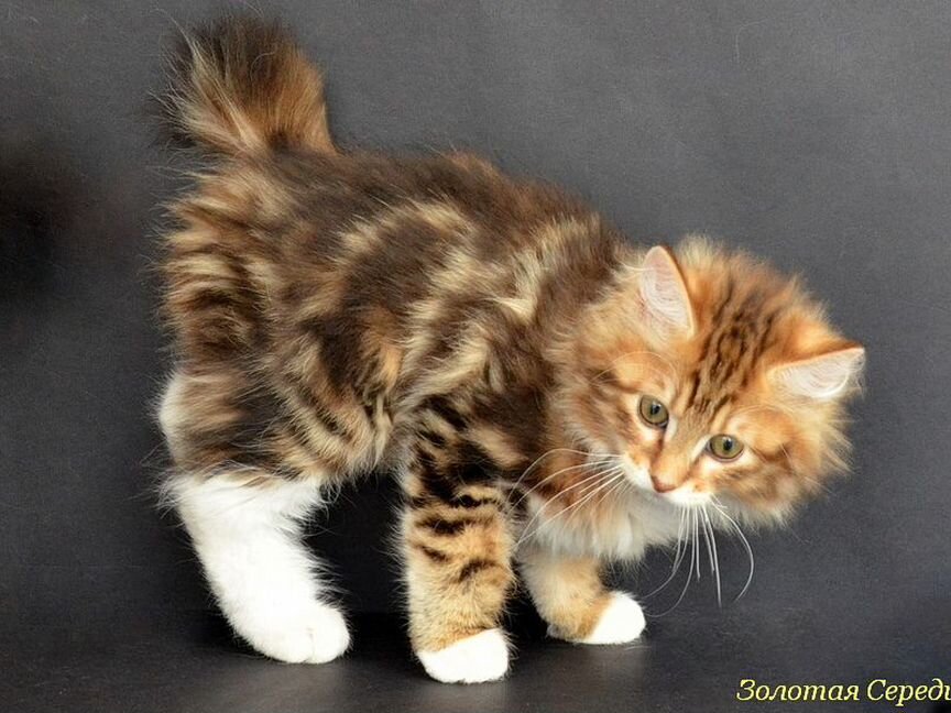 Золотые мраморные курилята