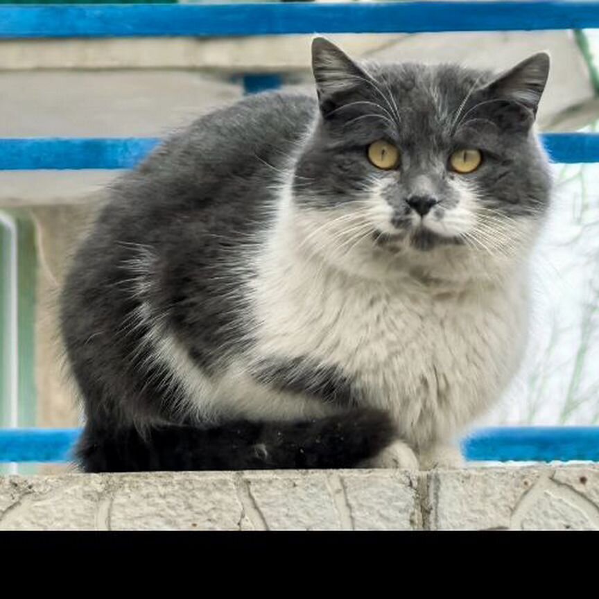Котик Бориска бесплатно
