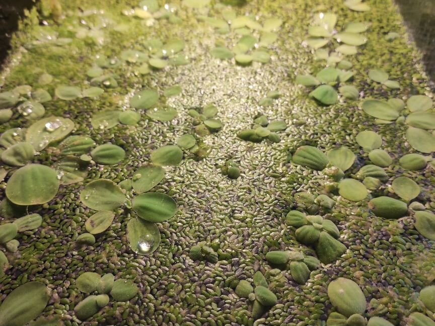 Пистия и ряска за шоколадку