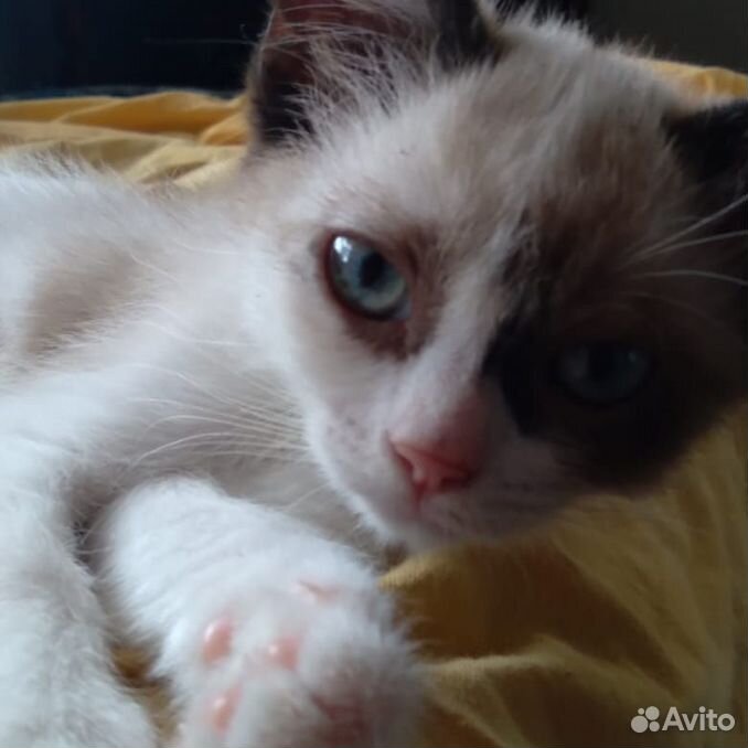 Кошечка Сноу Шу / Тайская 3 месяца